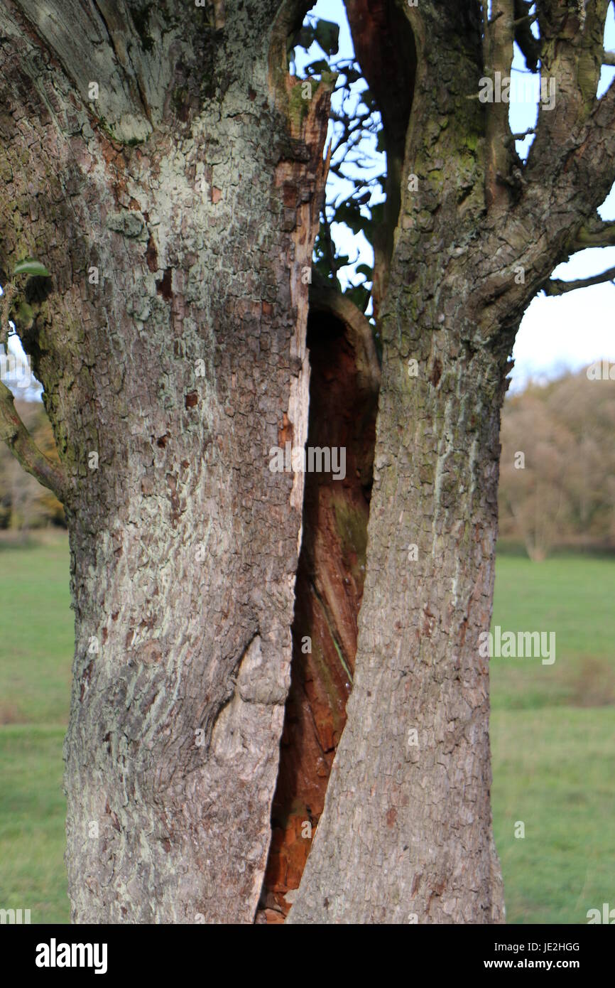 Arbre creux Banque de photographies et d’images à haute résolution - Alamy