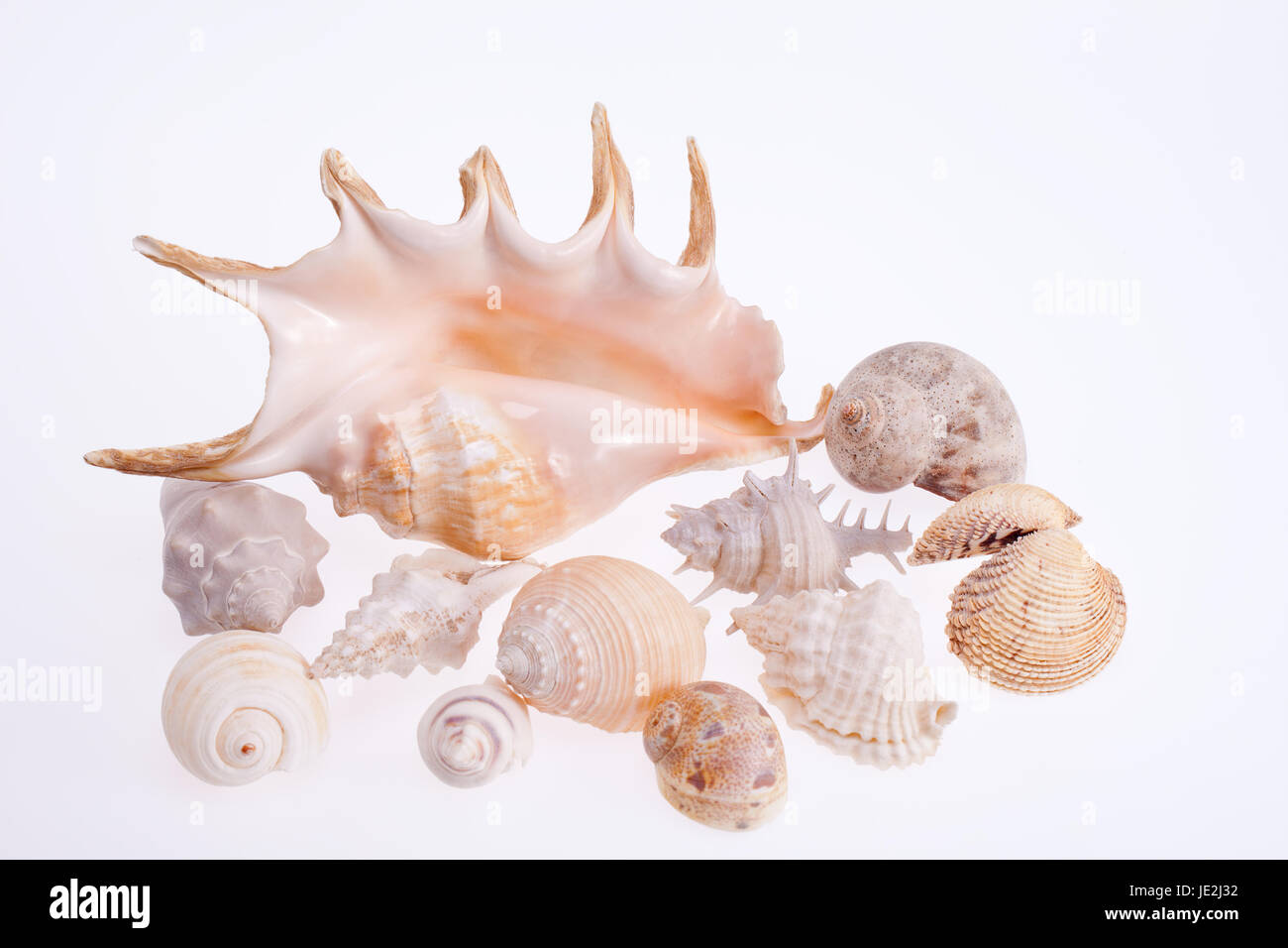 Différents types de coquilles de mer isolé sur fond blanc Photo Stock ...