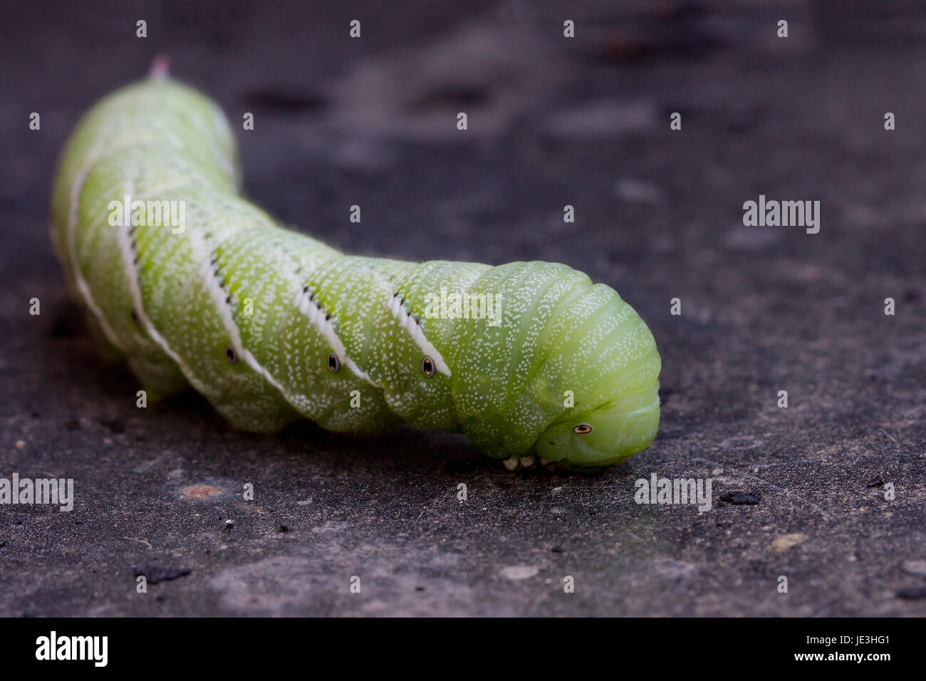 Insecte de la tomate Banque de photographies et d’images à haute ...