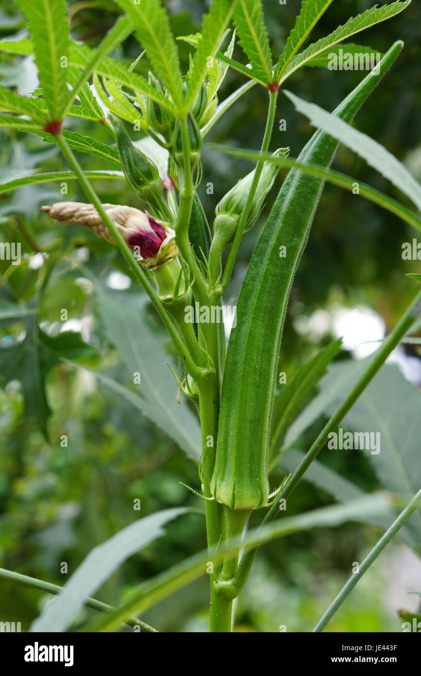 Plante de gombo Banque de photographies et d’images à haute résolution ...