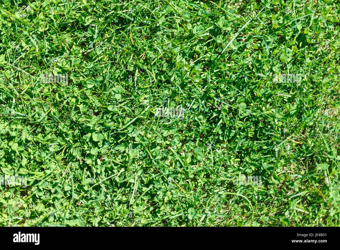 Golf green texture Banque de photographies et d’images à haute ...