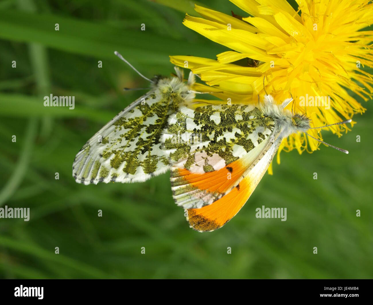 Pur albinos Banque de photographies et d’images à haute résolution - Alamy