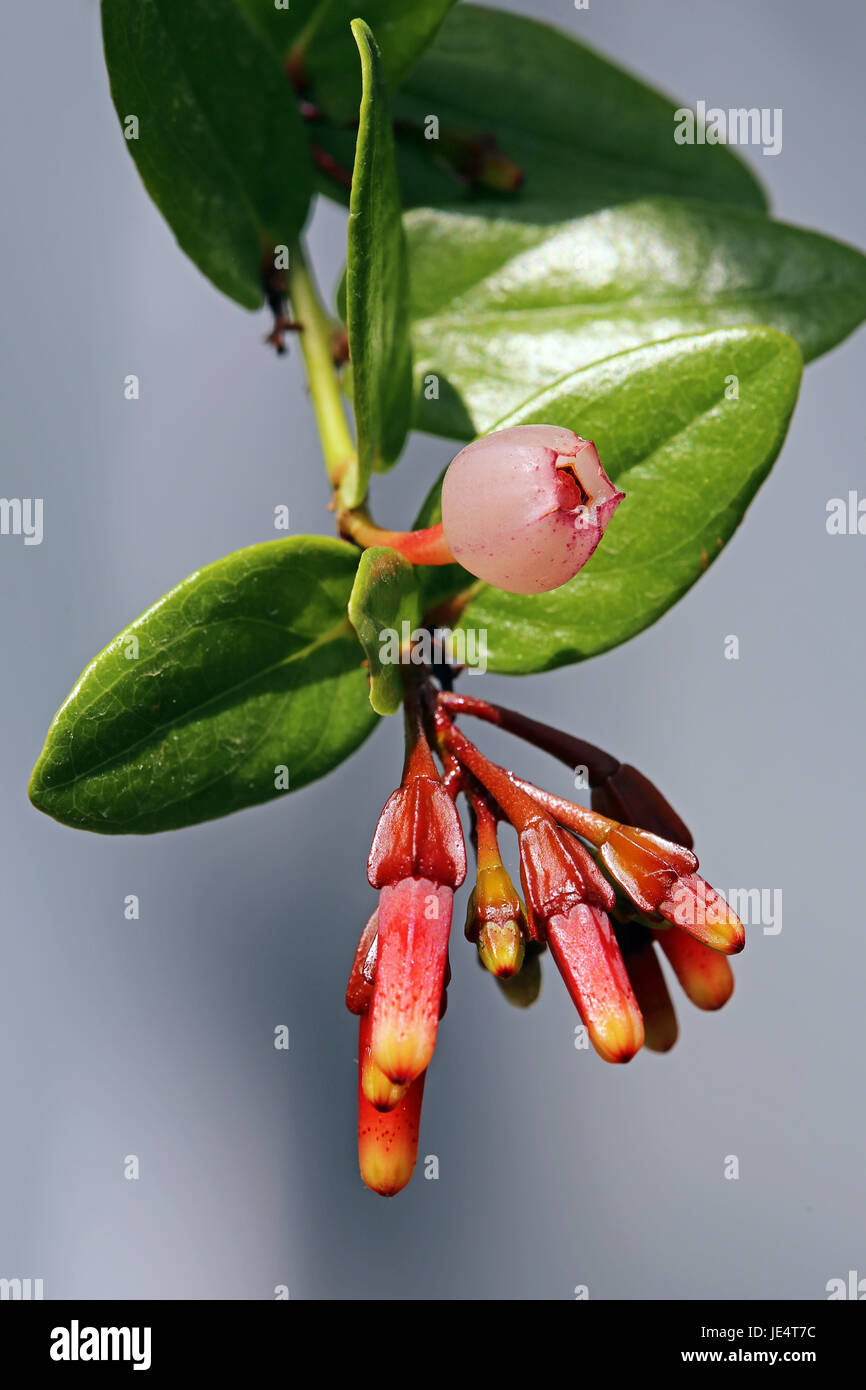 Macleania cordifolia Banque de photographies et d’images à haute ...