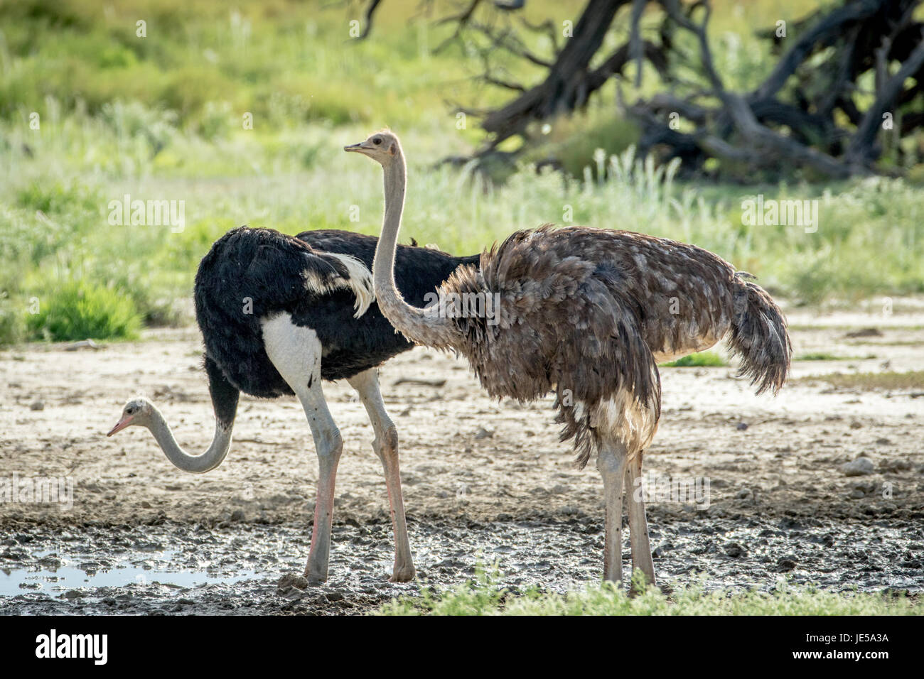 Autruches debout à côté d'une piscine de l'eau dans l'kalagadi ...