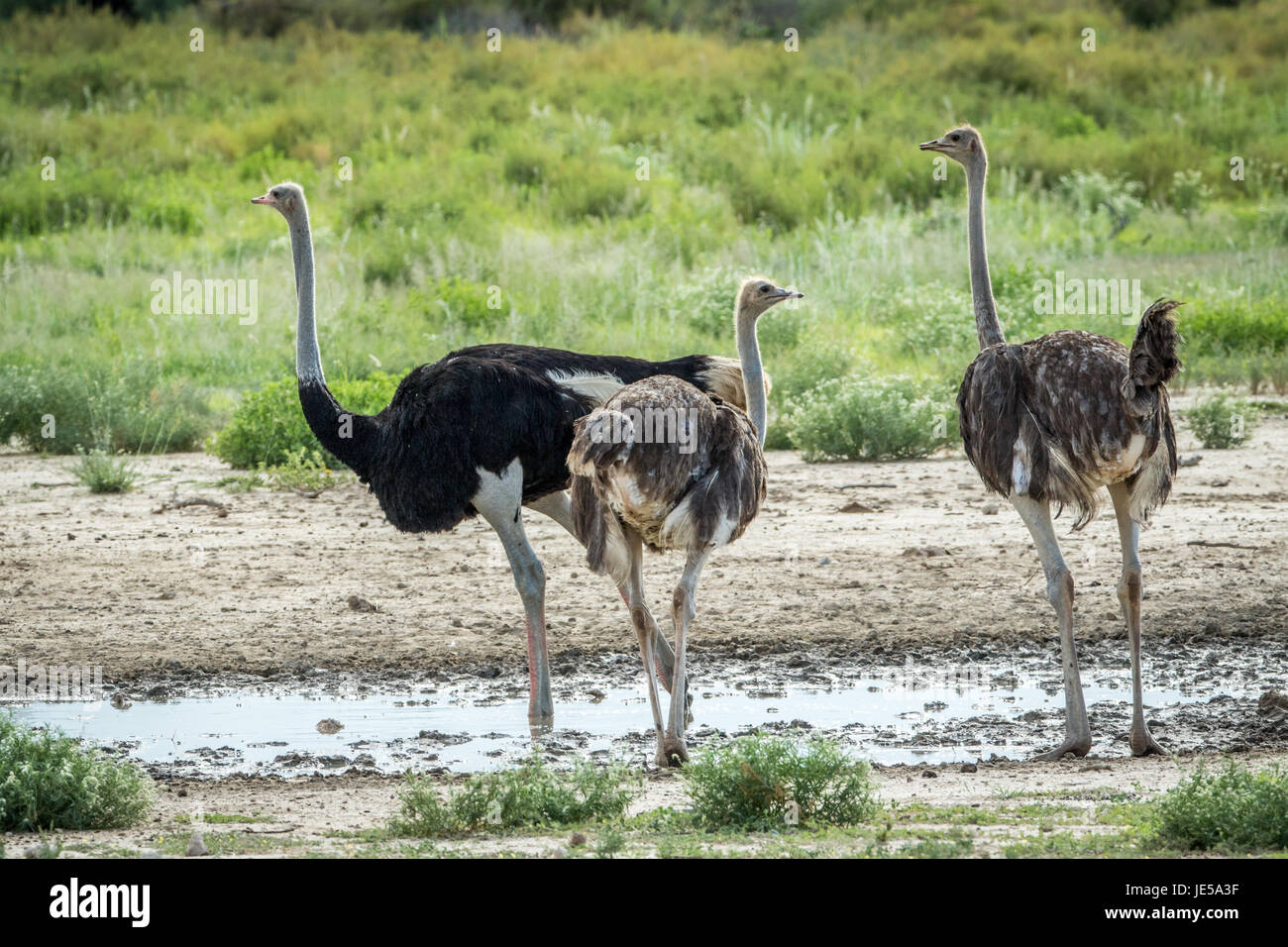 Autruches debout à côté d'une piscine de l'eau dans l'kalagadi ...