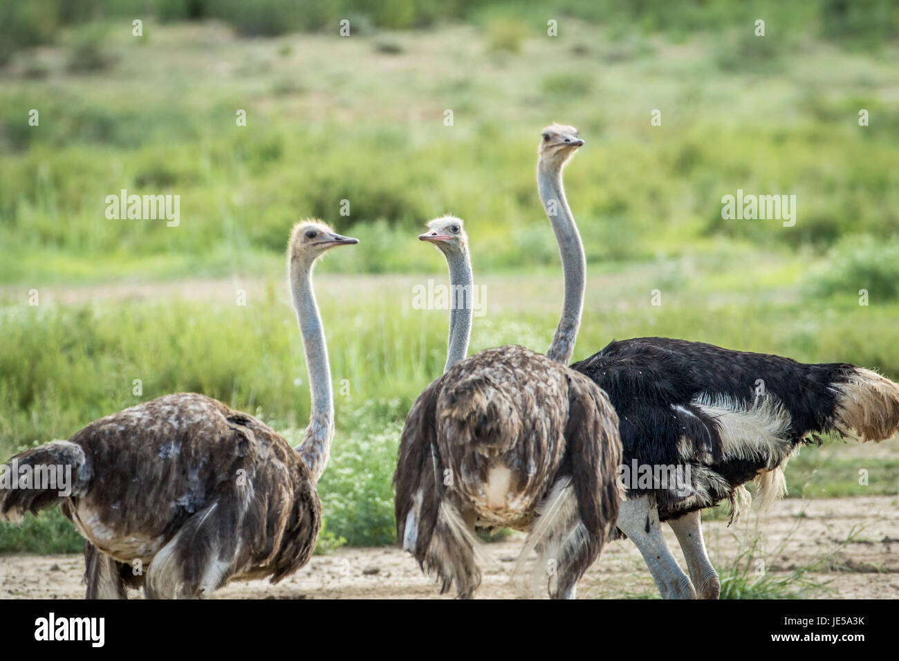 Autruches debout à côté d'une piscine de l'eau dans l'kalagadi ...