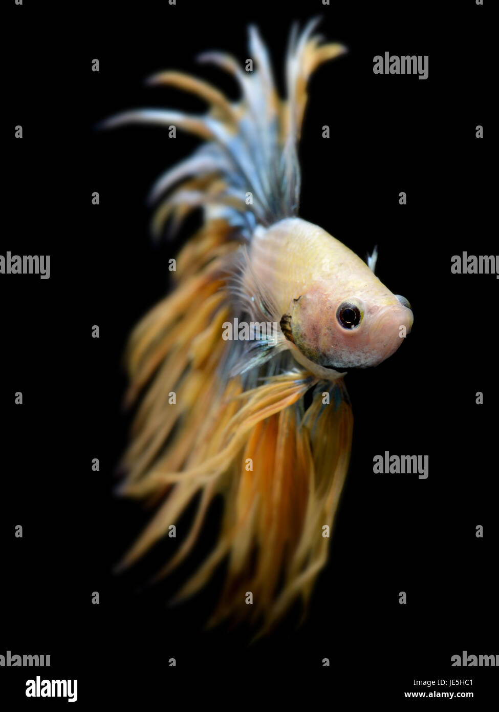 Crowntail Betta Banque d'image et photos - Alamy