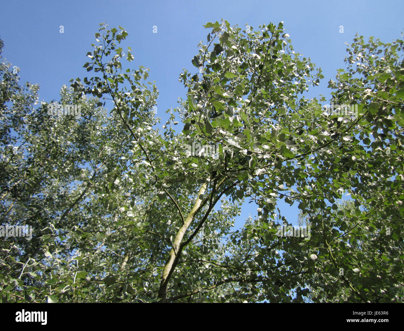 Le Silberpappel, ou peuplier argenté, à Schwetzinger Hardt est une ...