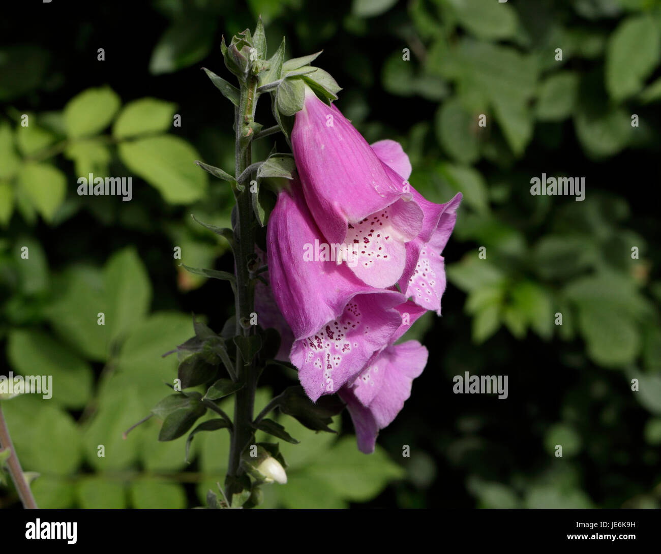 Digitale en fleur Banque de photographies et d’images à haute ...