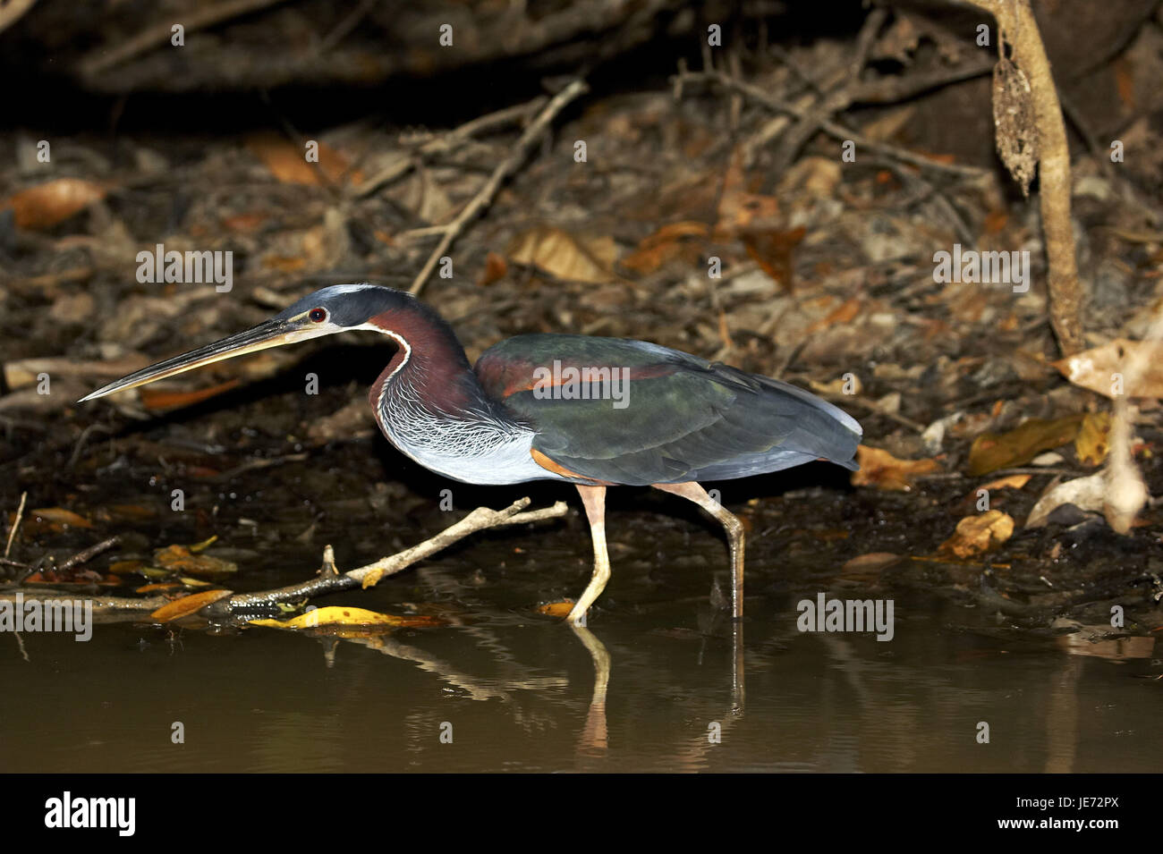 Agamia agami Banque de photographies et d’images à haute résolution - Alamy