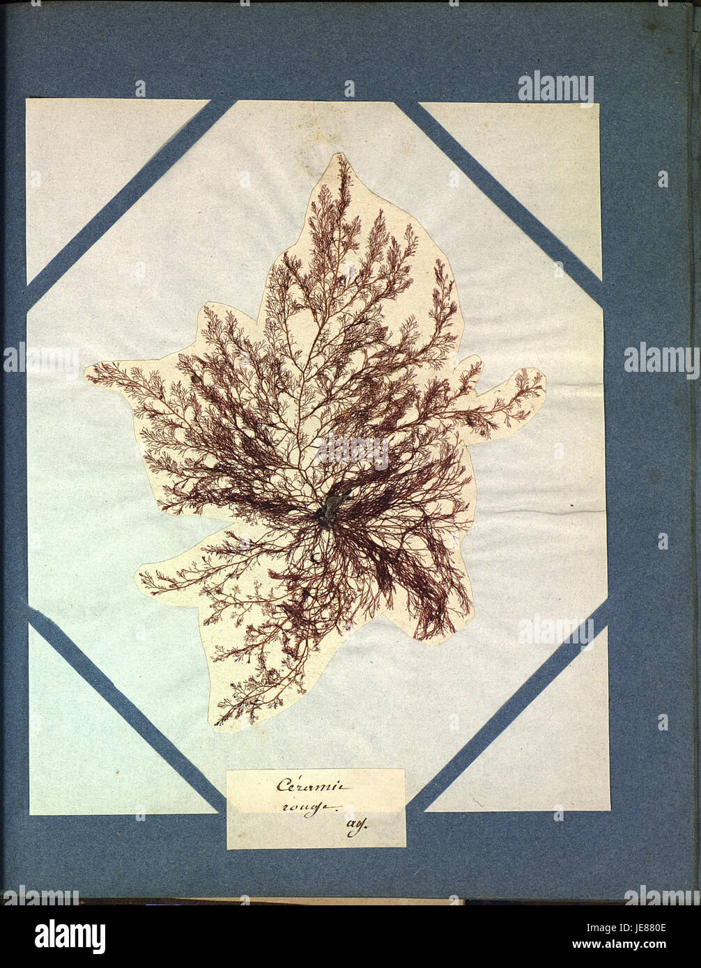 Ceramium rubrum Banque de photographies et d’images à haute résolution ...