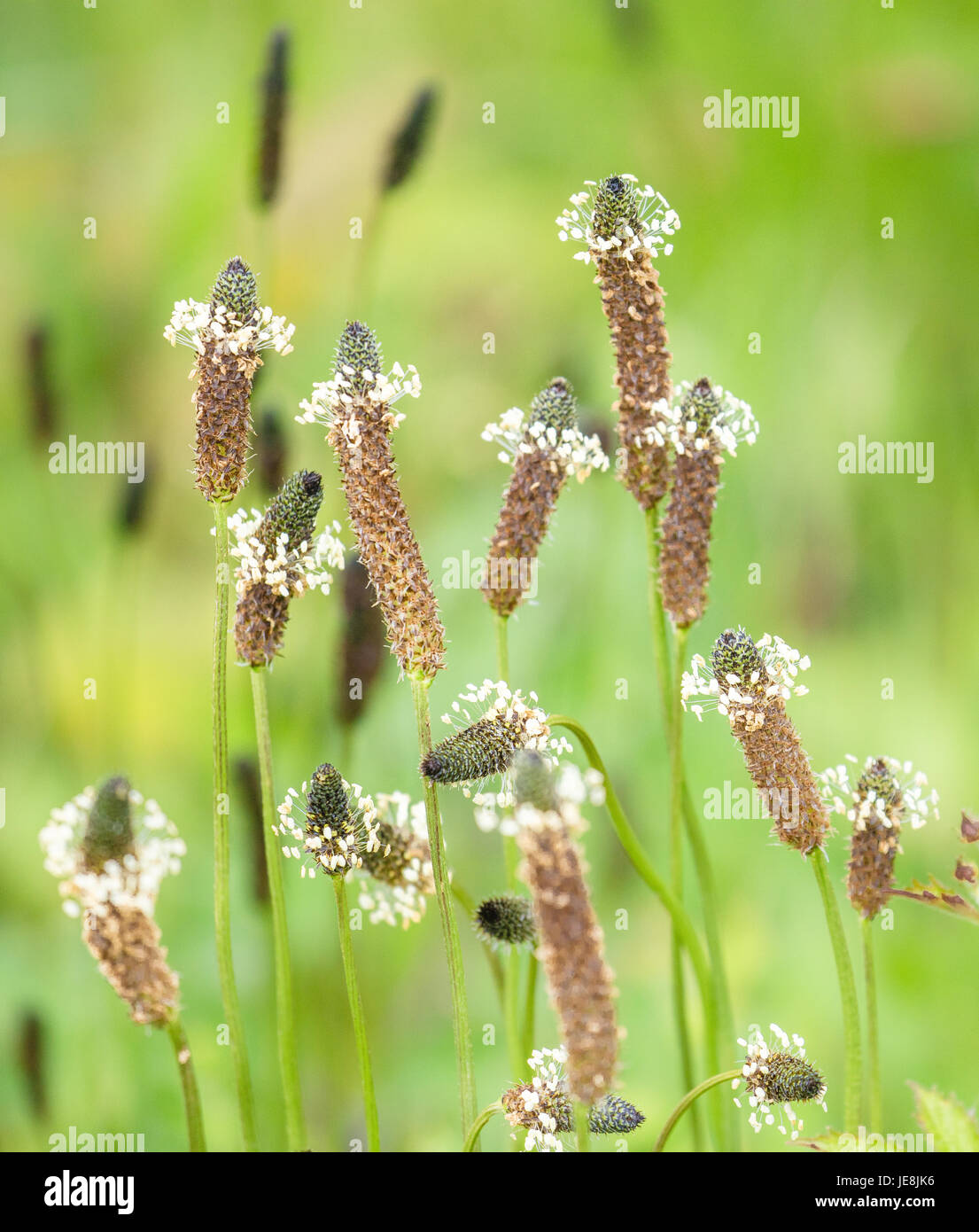 Plantago lanceolata Banque de photographies et d’images à haute ...