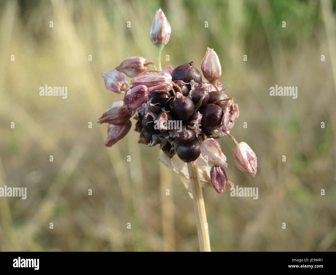 Allium vineale, communément appelé oignon sauvage, est une espèce de ...