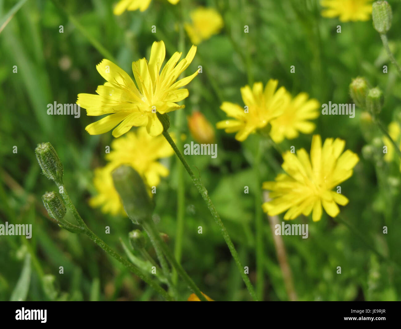 Crepis biennis, communément appelé barbe douce, est une espèce de ...