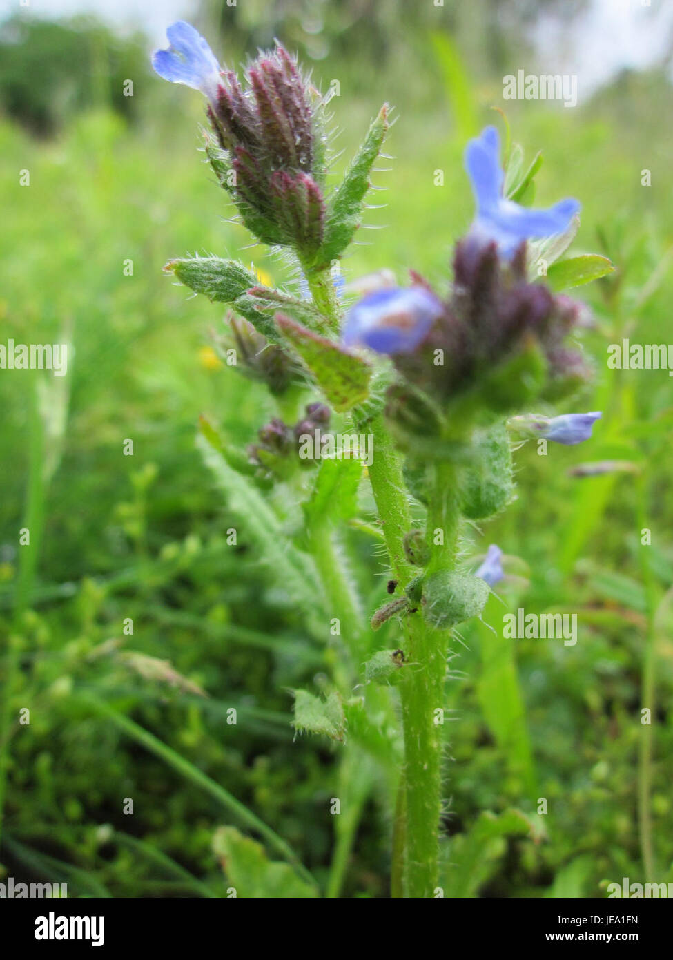 Feuilles en forme de longue langue Banque de photographies et d’images ...