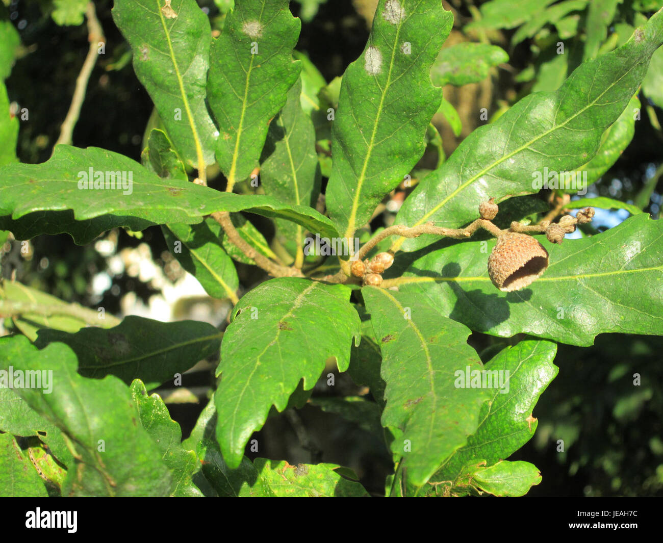 'Quercus turneri' désigne une espèce de chêne originaire de régions ...