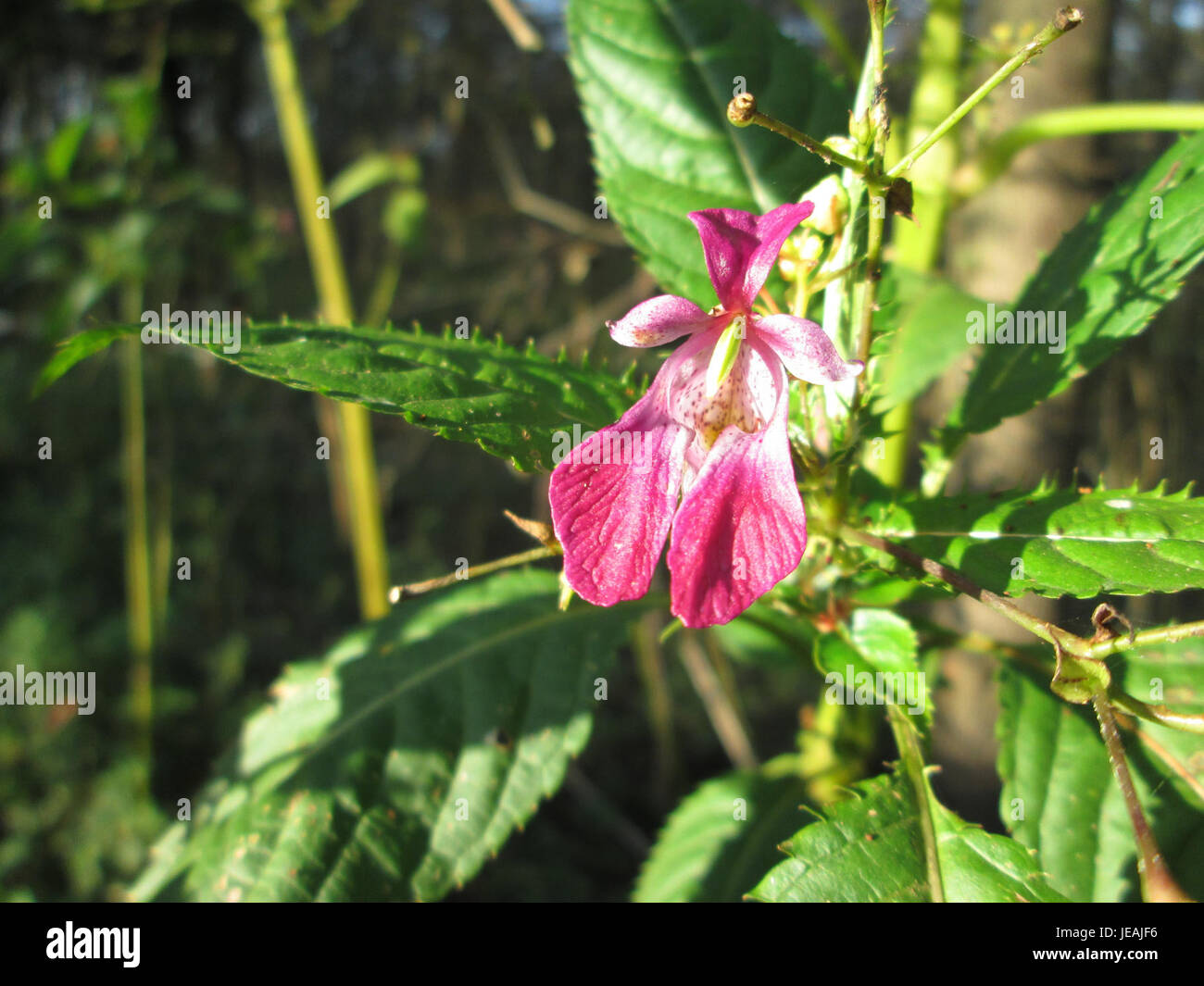 Himalayan balsam impatiens glandulifera weed invasive species Banque de ...