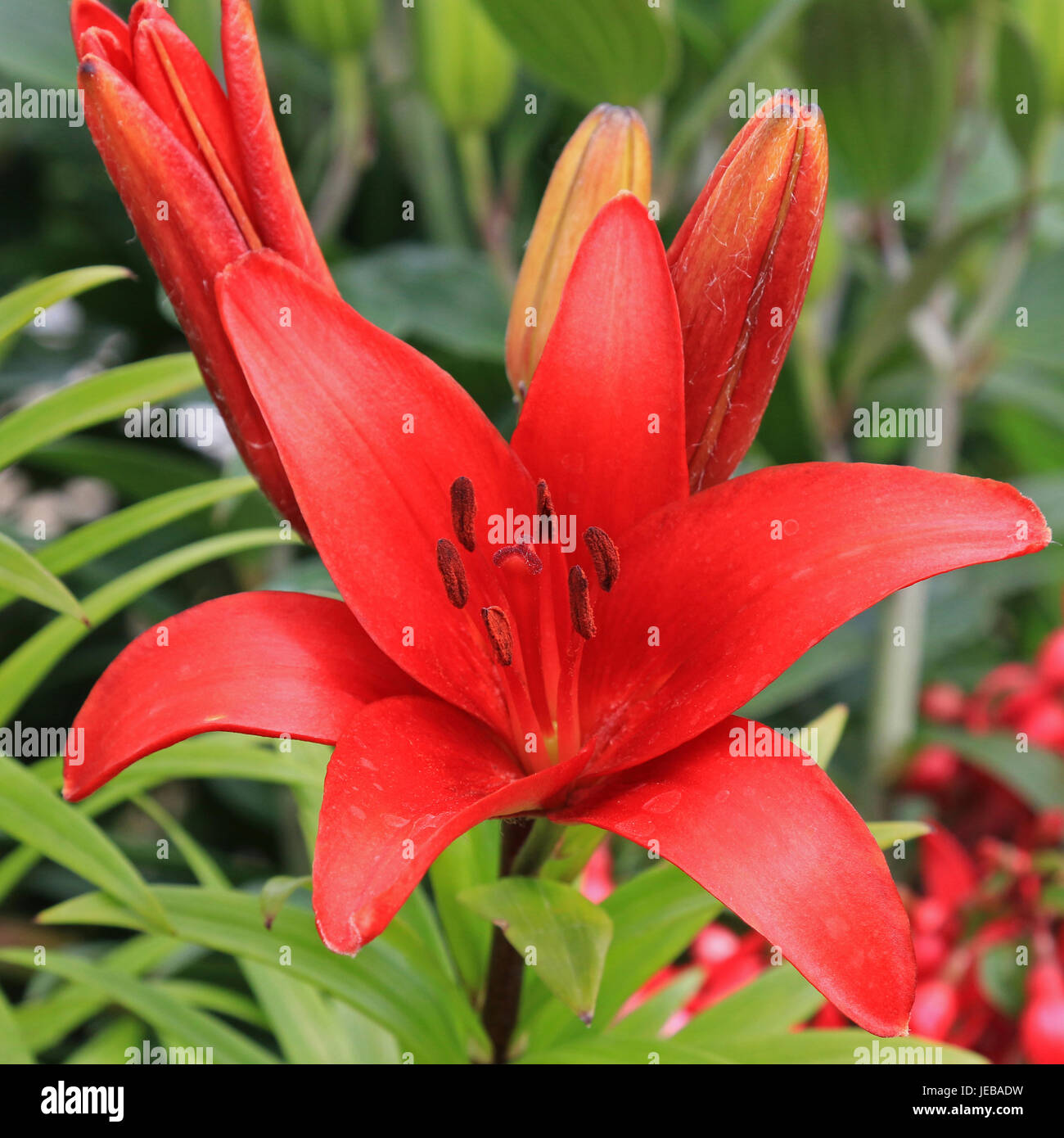 Lys rouge Banque de photographies et d’images à haute résolution - Alamy