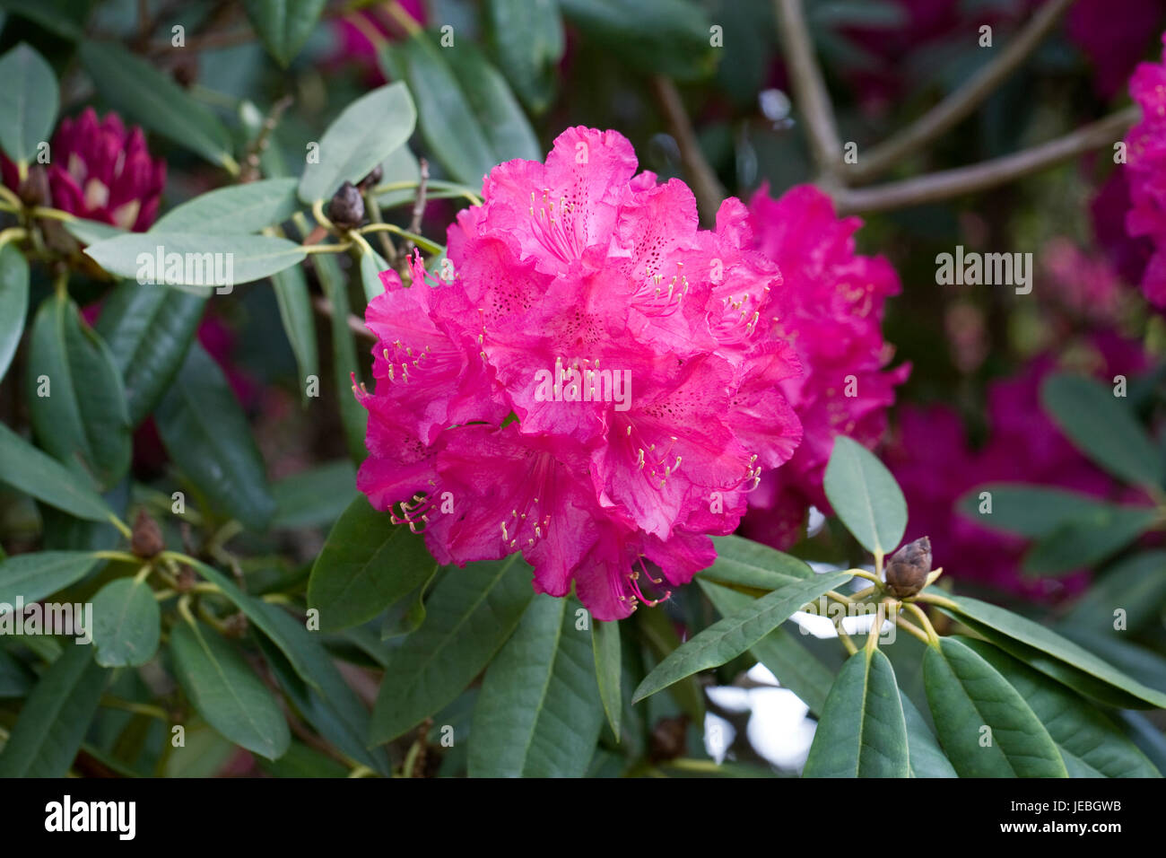 Pink rhododendron Banque de photographies et d’images à haute ...