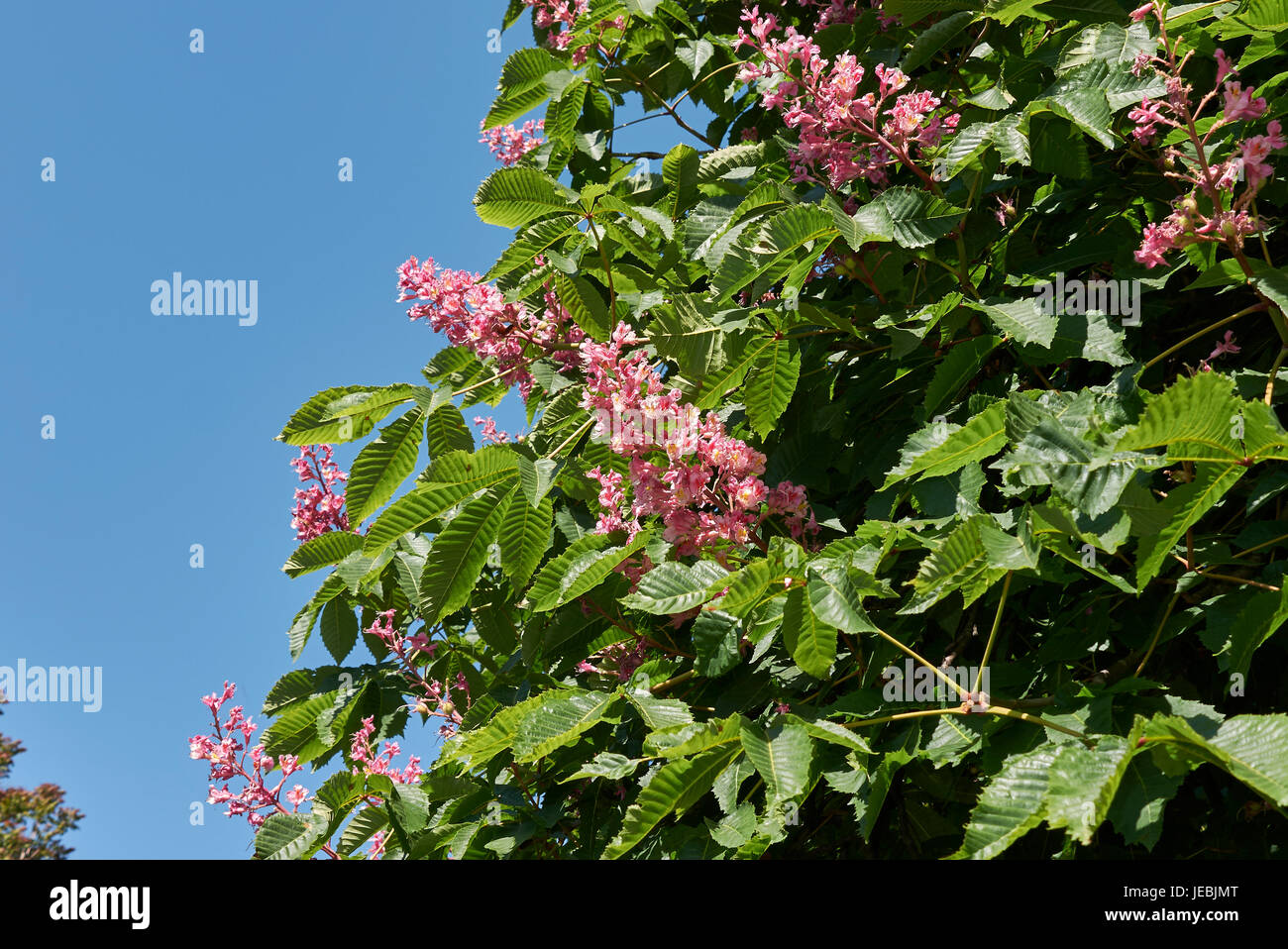 Feuillage de marronnier rouge aesculus x carnea Banque de photographies ...