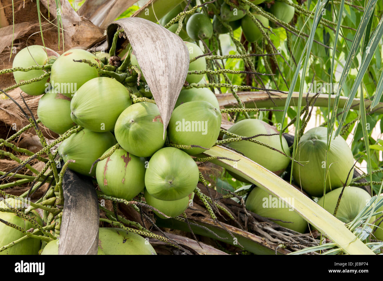 Noix de coco verte Banque de photographies et d’images à haute ...