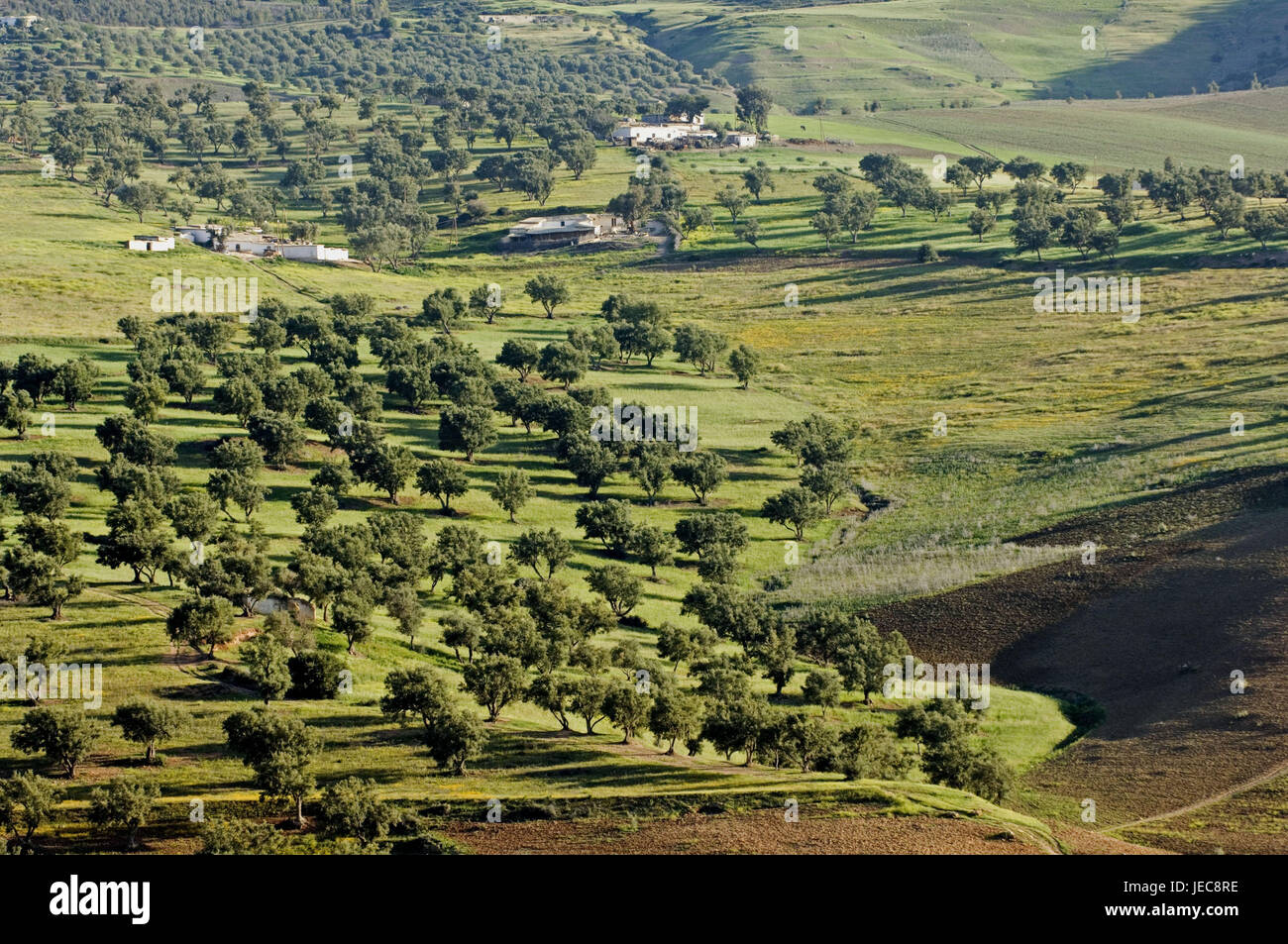 Maroc, Fès, paysage de champ, arbres, l'Afrique, paysages, champs ...