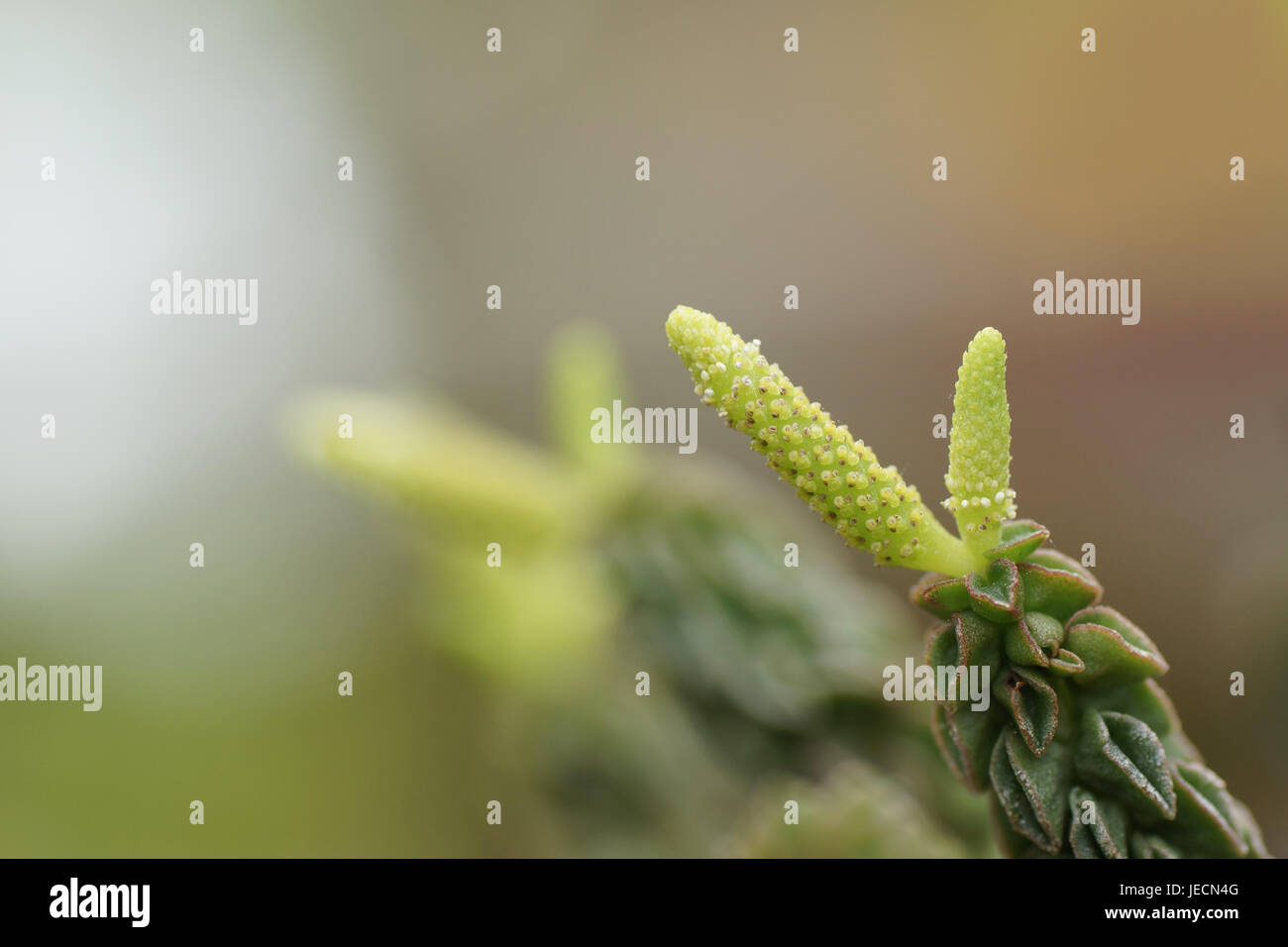 Peperomia succulent Banque de photographies et d’images à haute ...
