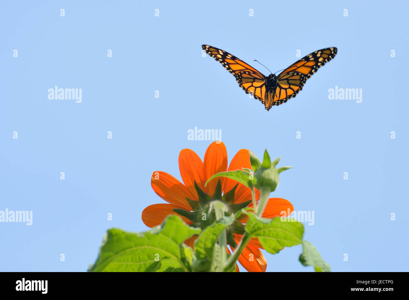 Monarch butterfly flying Banque de photographies et d’images à haute ...