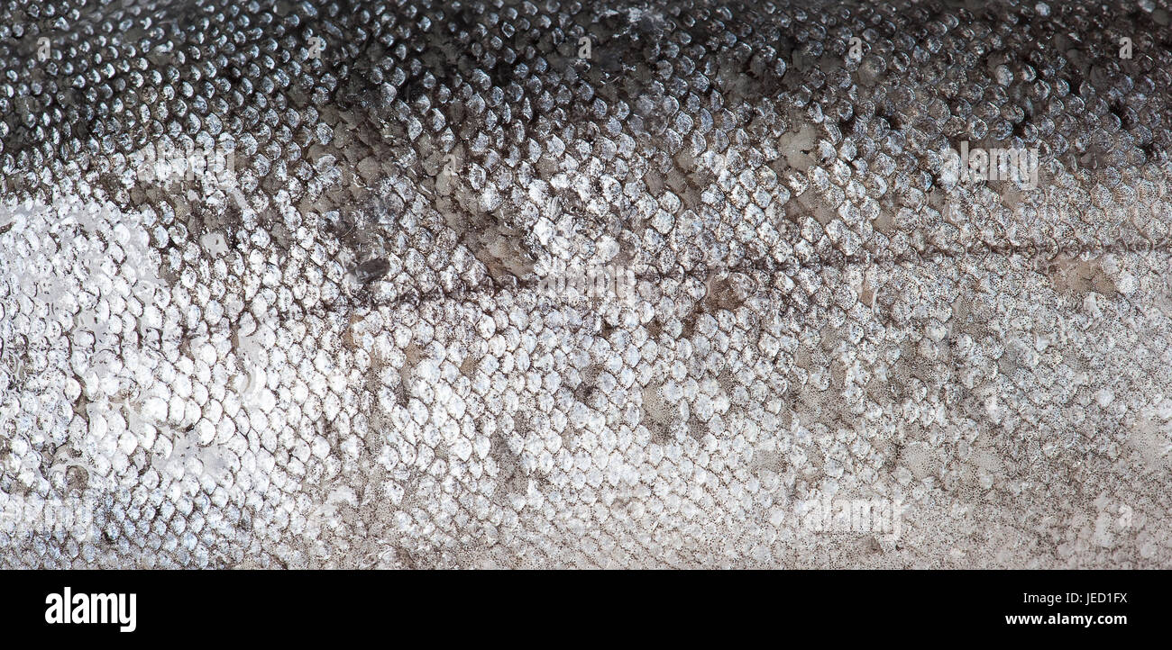 Fish scales texture Banque de photographies et d’images à haute ...