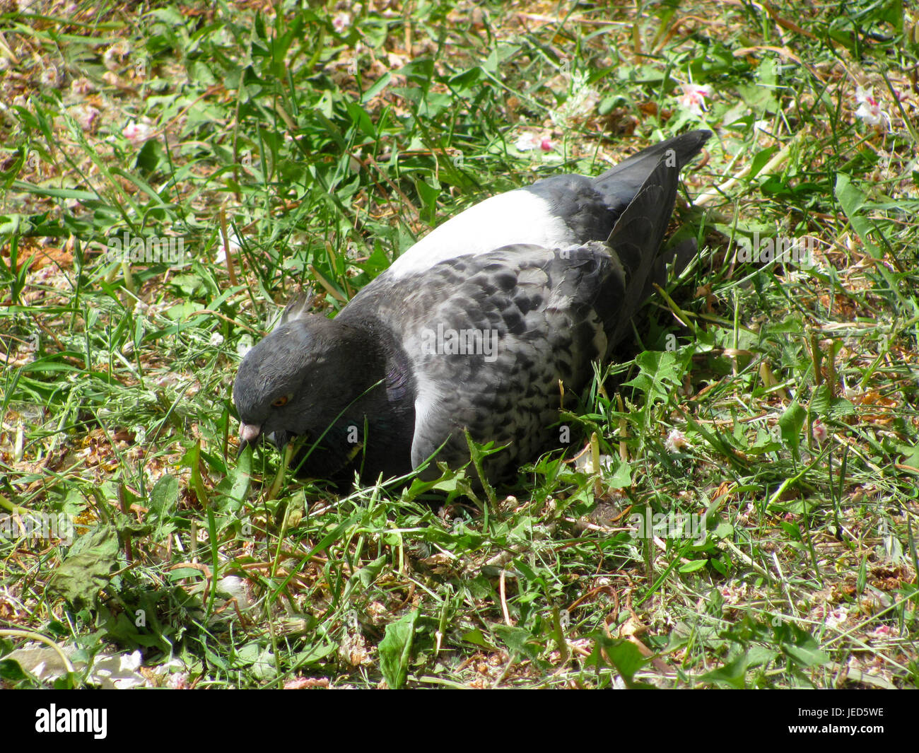 Pigeon assis Banque de photographies et d’images à haute résolution - Alamy