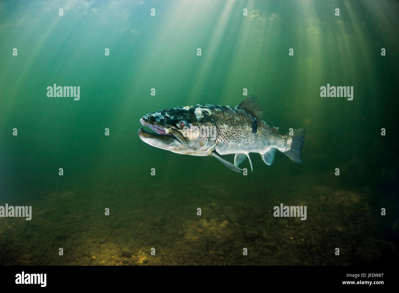 Kranker huchen im fluss Banque de photographies et d’images à haute ...