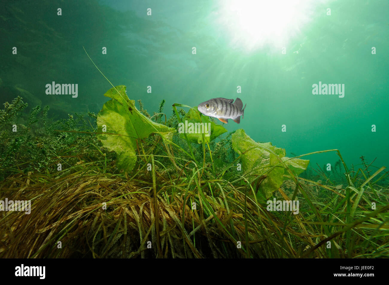 Echte barsche Banque de photographies et d’images à haute résolution ...