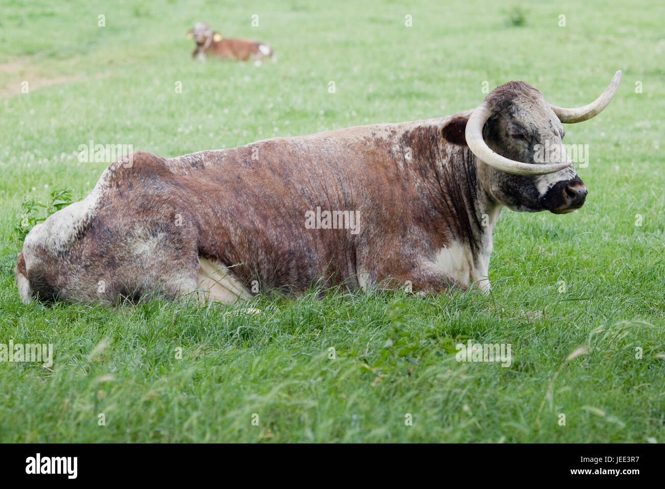 Race de vache anglaise Banque de photographies et d’images à haute ...