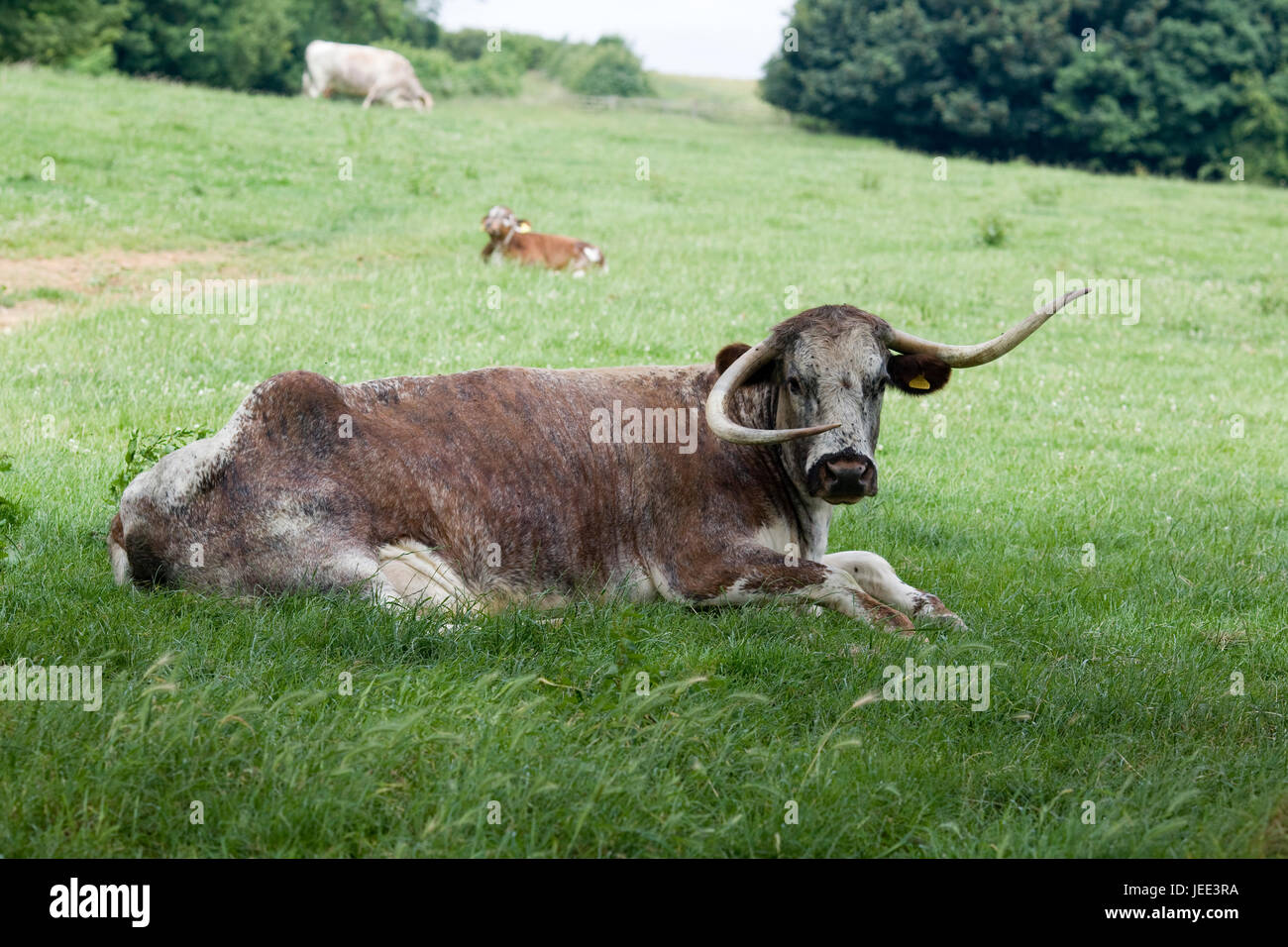 Race de vache anglaise Banque de photographies et d’images à haute ...
