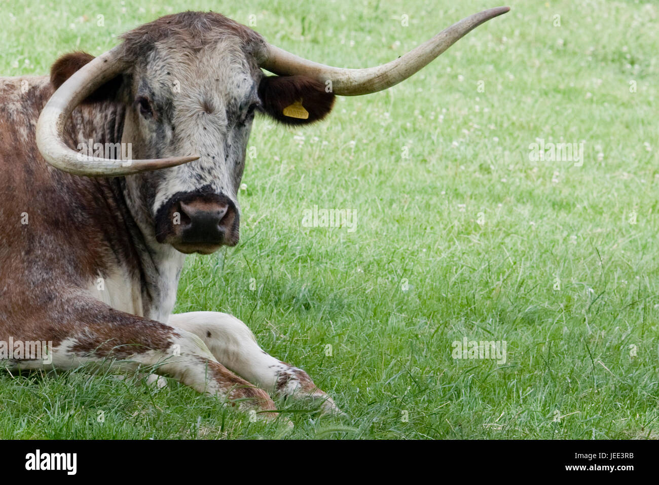 Race de vache anglaise Banque de photographies et d’images à haute ...
