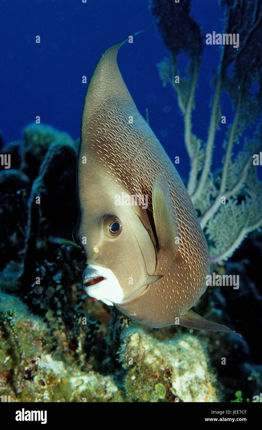 Poisson des caraïbes Banque de photographies et d’images à haute ...