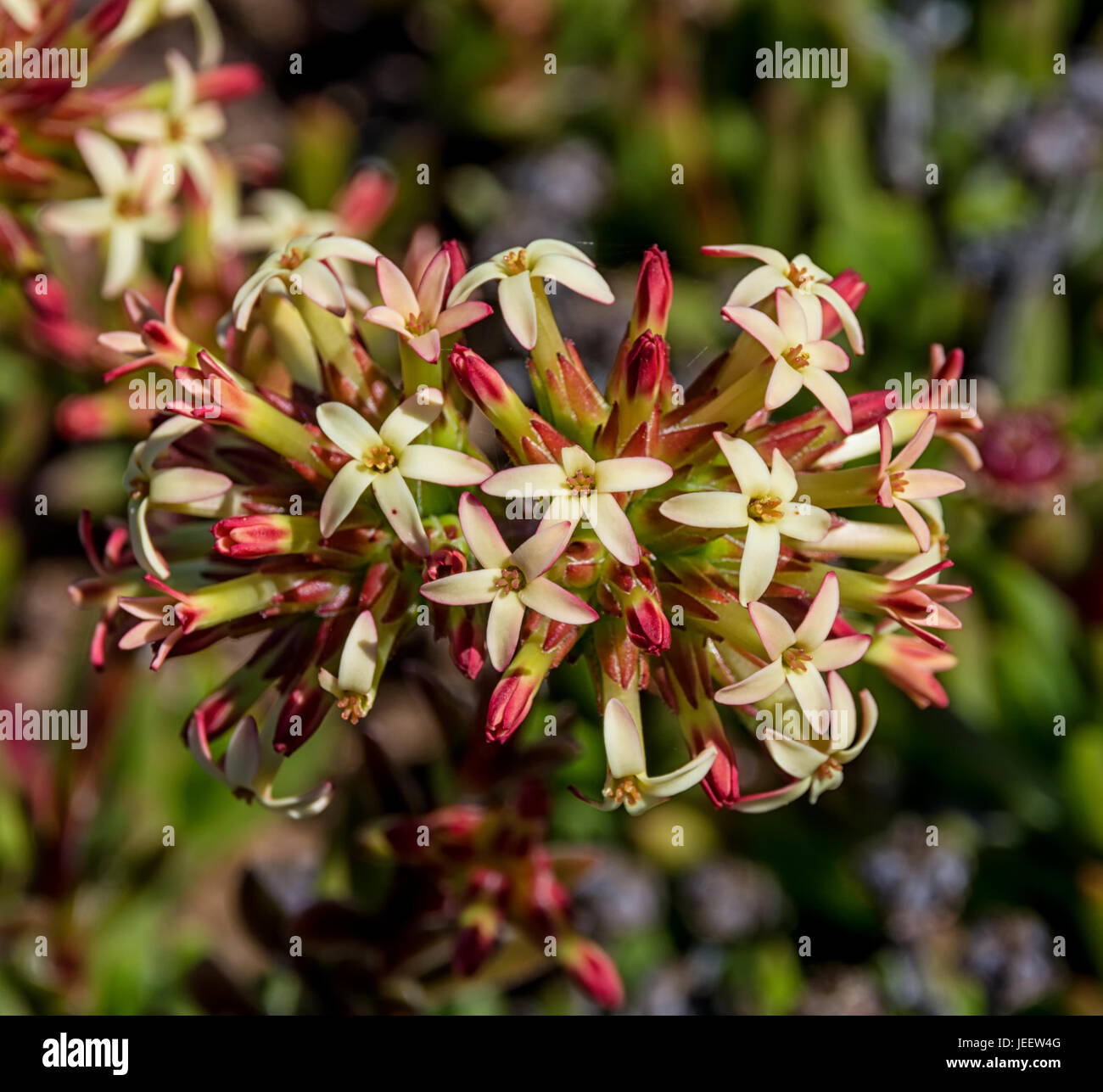 Crassula obtusa Banque de photographies et d’images à haute résolution ...