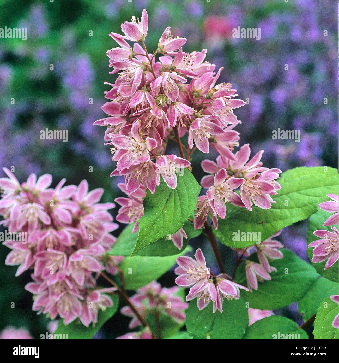 Champs de fraises deutzia Banque de photographies et d’images à haute ...