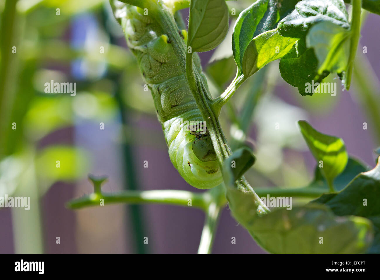 Larve du ver des cornes de la tomate Banque de photographies et d ...