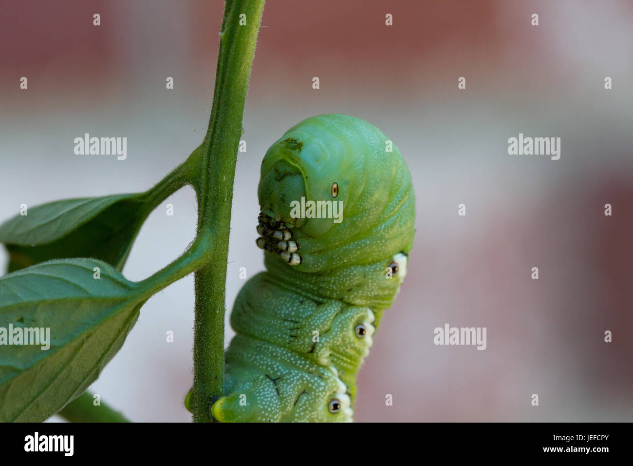 Larve du ver des cornes de la tomate Banque de photographies et d ...