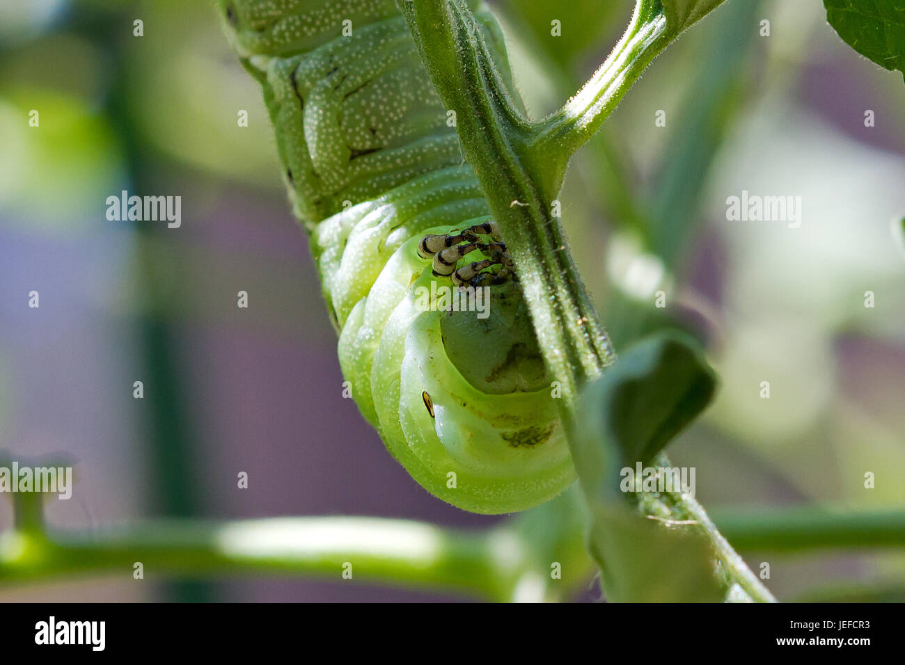 Larve du ver des cornes de la tomate Banque de photographies et d ...