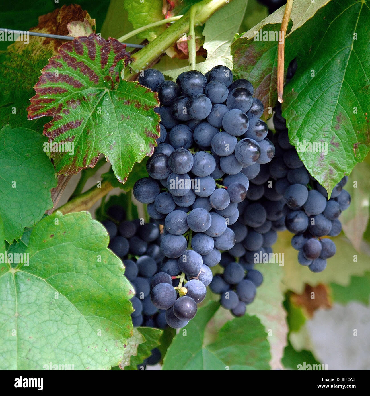 Vine vitis vinifera venus Banque de photographies et d’images à haute ...