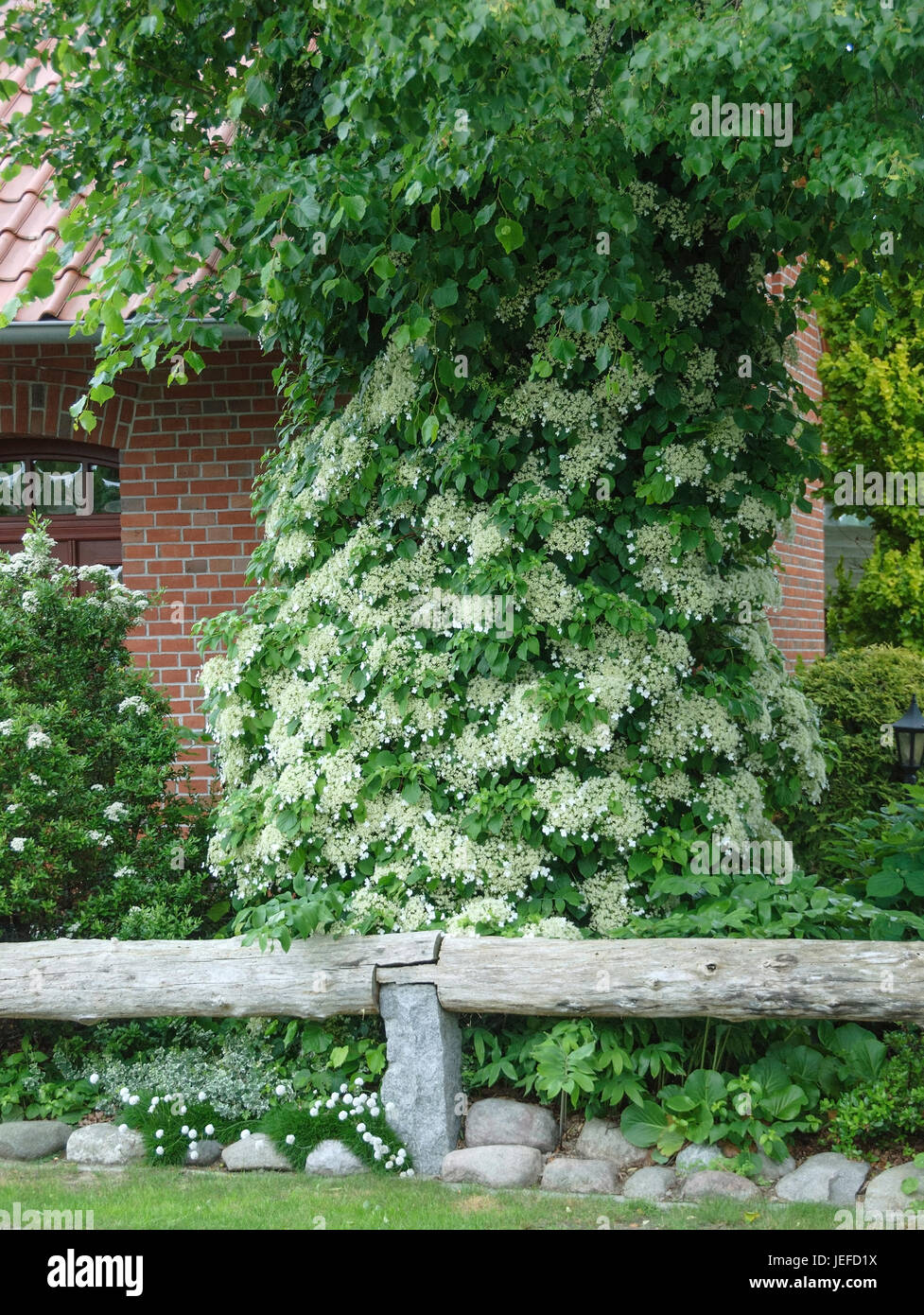 Hortensia grimpant Hydrangea anomala subsp. petiolaris, , Kletter ...