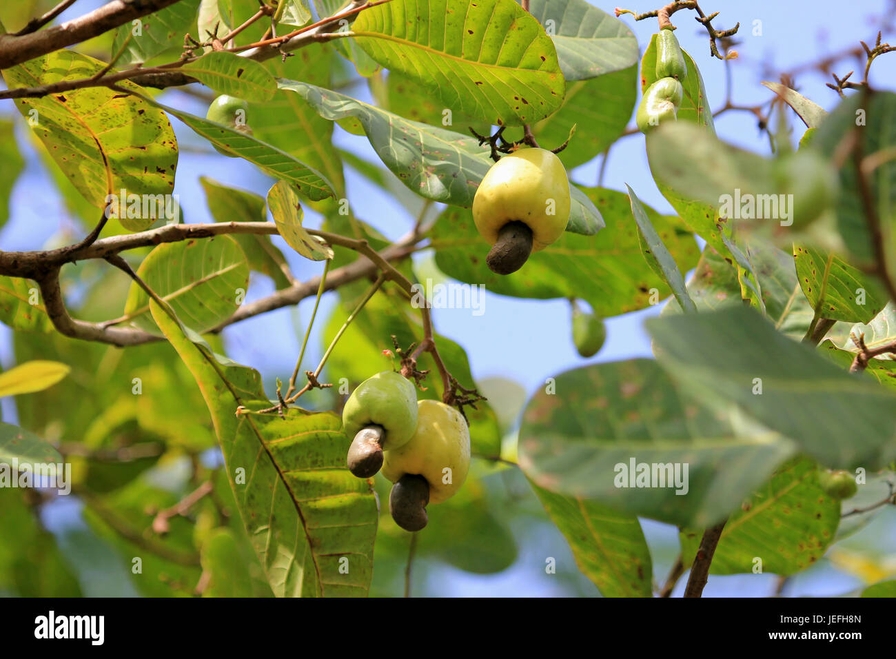 Cashew fruits Banque de photographies et d’images à haute résolution ...