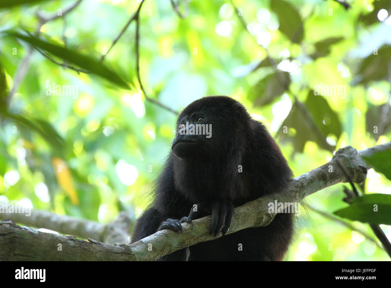 Singe hurleur noir Banque de photographies et d’images à haute ...