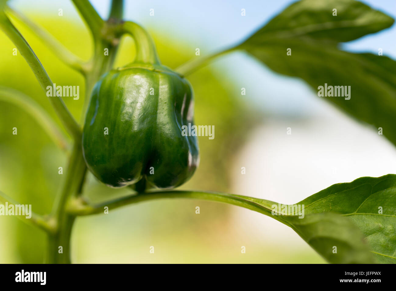 Petit poivron vert Banque de photographies et d’images à haute ...