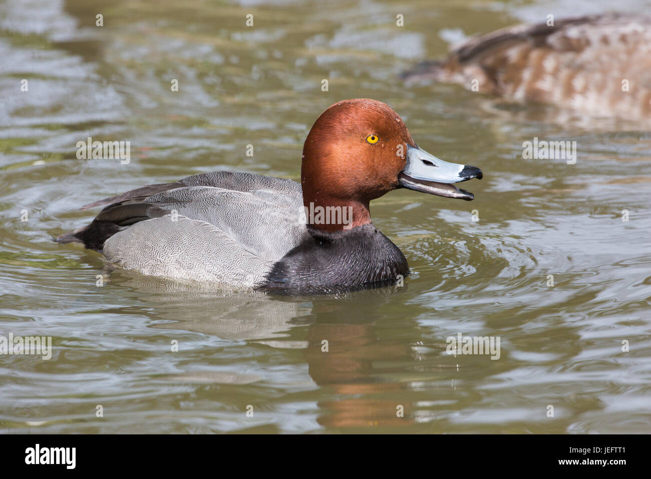 Canards roux aythya americana Banque de photographies et d’images à ...