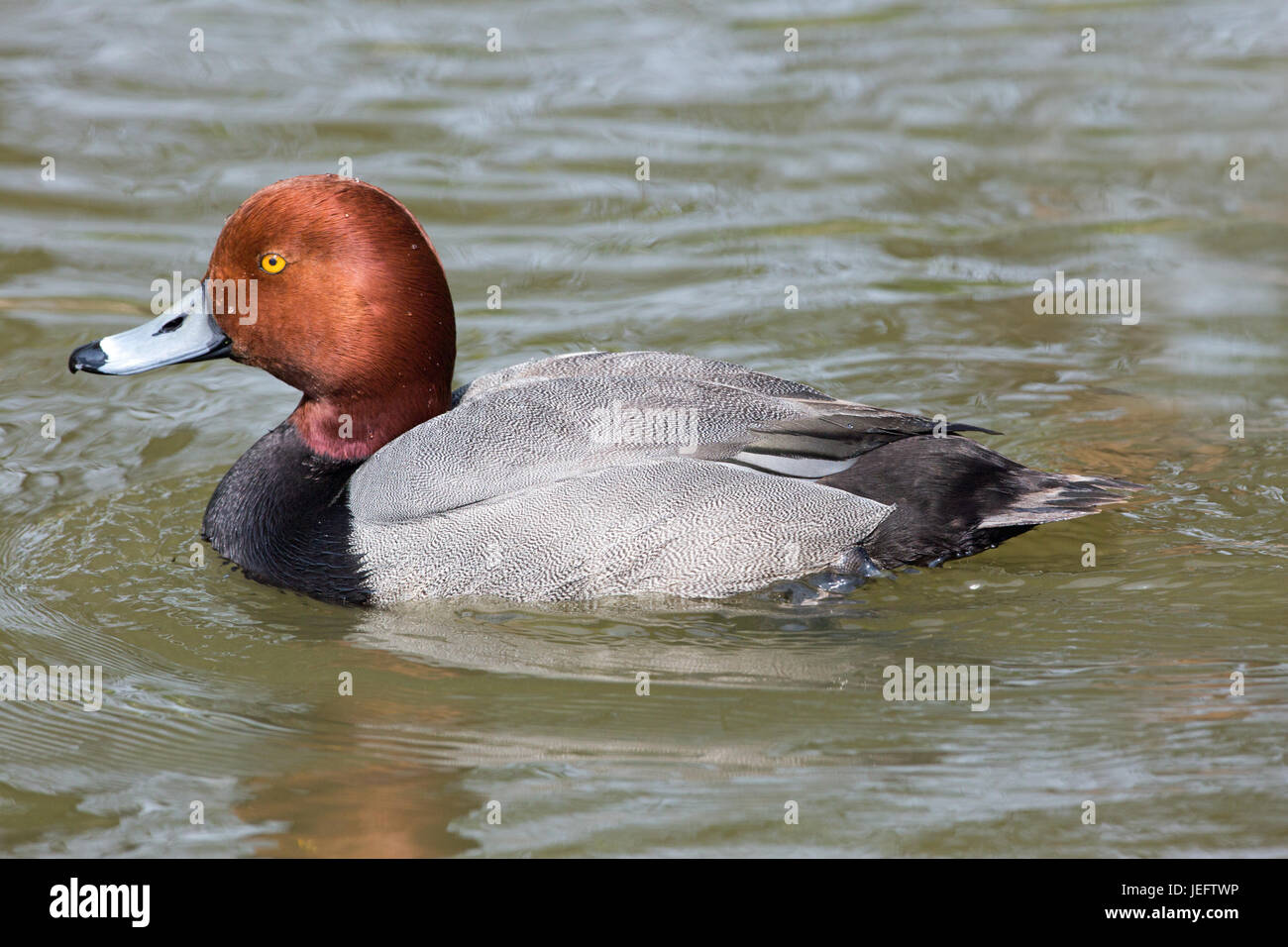 Canards roux aythya americana Banque de photographies et d’images à ...
