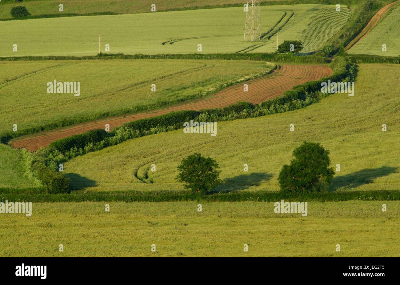 Patchwork en terres agricoles Devon roulant à la lumière du matin ...