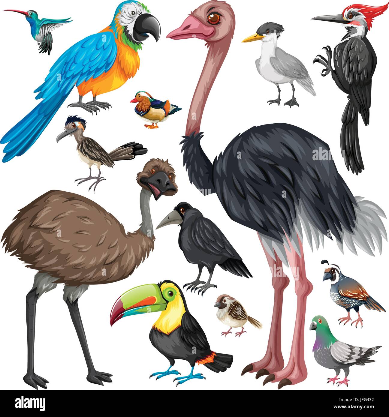 Différents types d'oiseaux sauvages à l'illustration Image Vectorielle ...